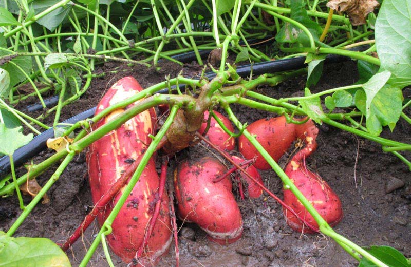 Sweet Potato How To Grow