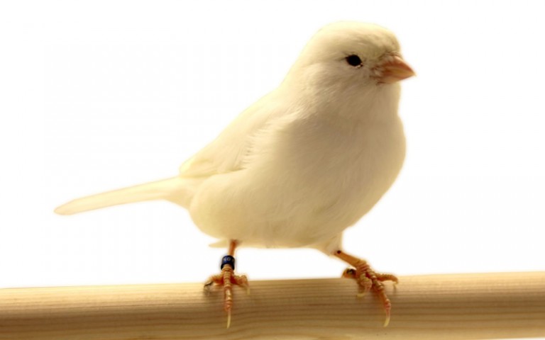 All You Need to Know About Canaries