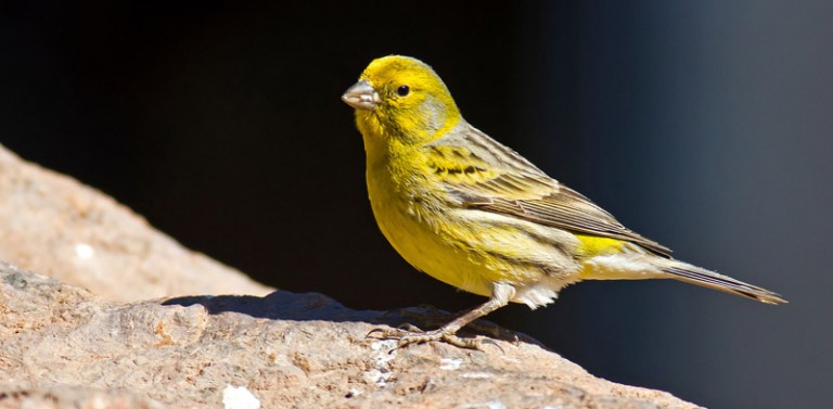 All You Need to Know About Canaries
