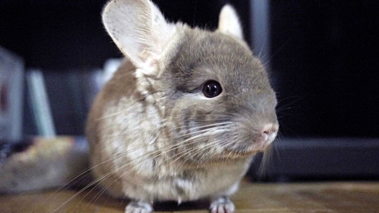 All You Need to Know About Chinchillas