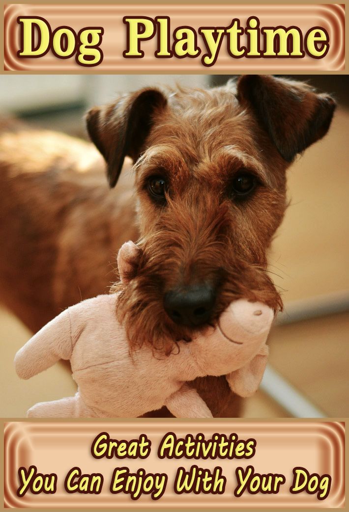 Dog Playtime Great Activities You Can Enjoy With Your Dog dog-playtime-great-activities-you-can-enjoy-with-your-dog