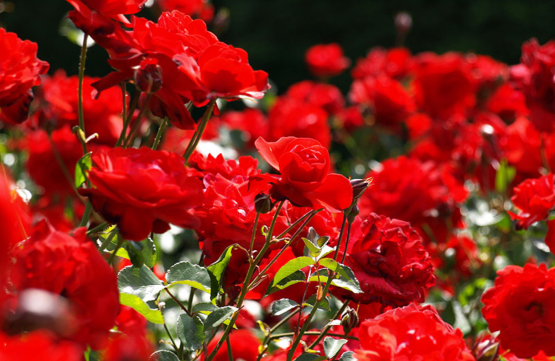 Flower Gardening - How to Grow and Plant Roses