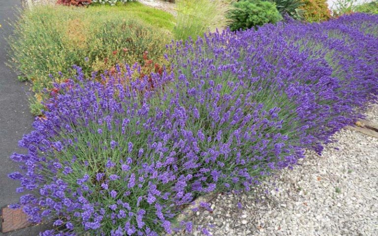 Lavender Hedge - Create and Care