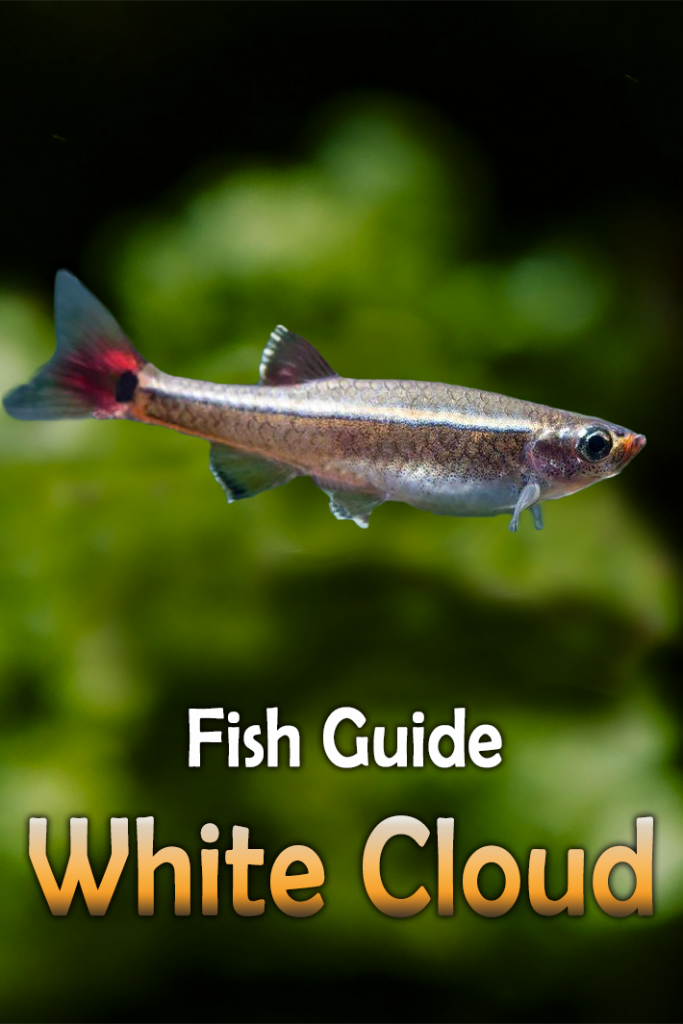 Tetra Fish Info: 5 Most Popular Tetra Fish Types