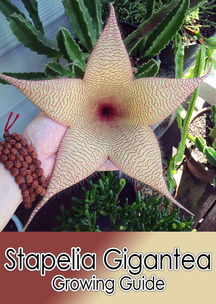 Stapelia Gigantea - Growing Guide