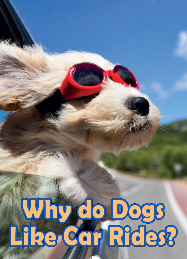 Dogs Behavior - Why do Dogs Like Car Rides?