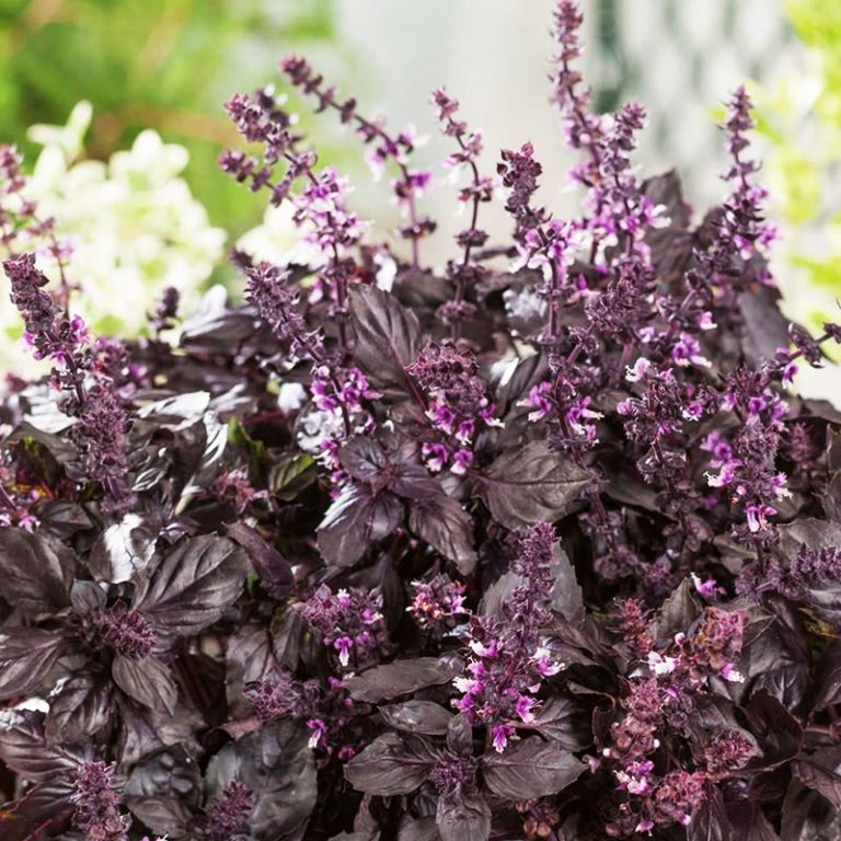 How to Grow Dark Opal Basil