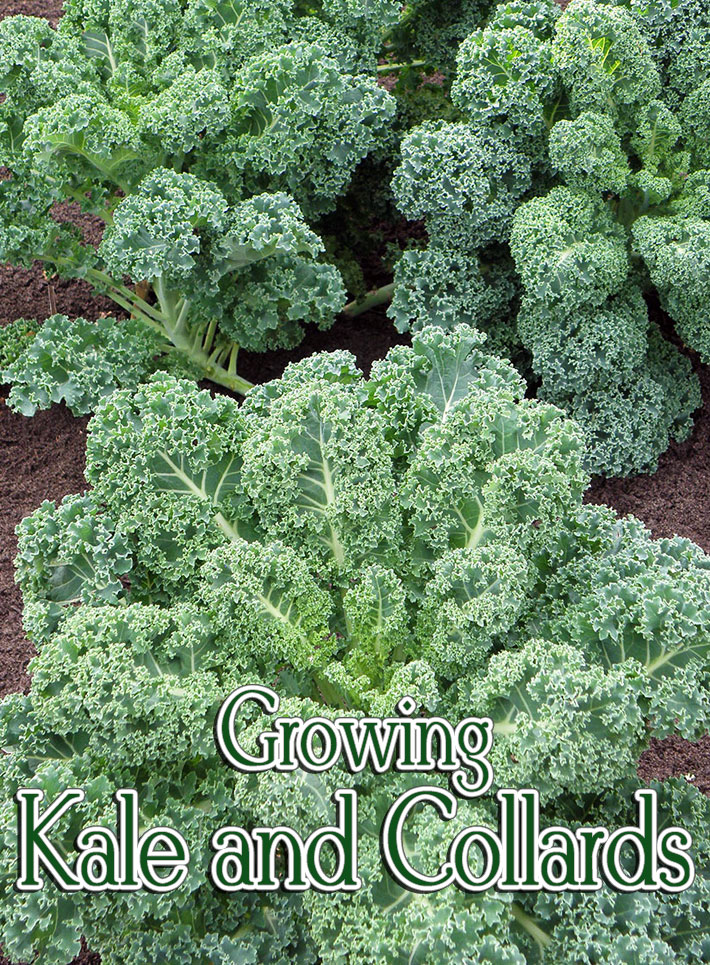 Gardening Guide - How to Grow Kale and Collards
