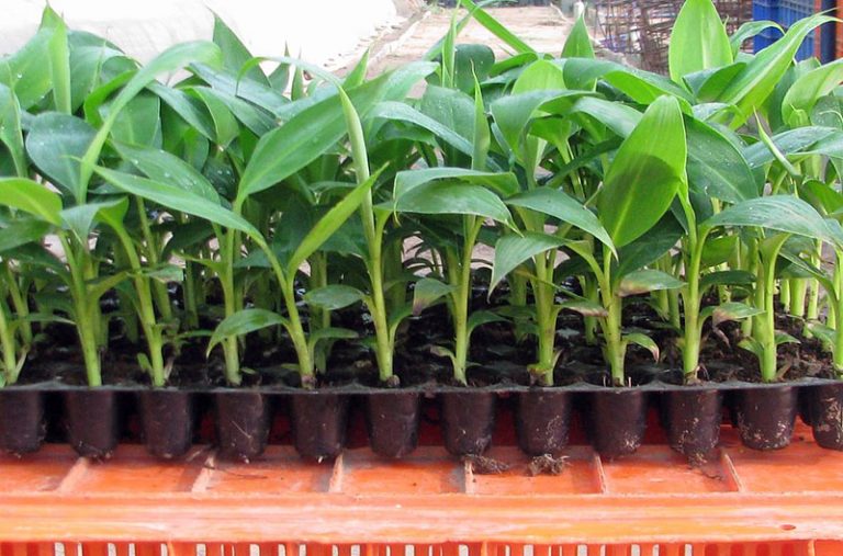 How To Grow Banana Trees In Pots