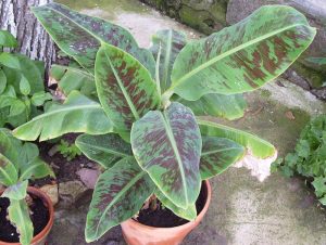 How To Grow Banana Trees In Pots