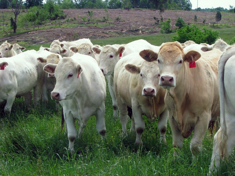 The Healthiest Cuts - The Leanest Red Meats