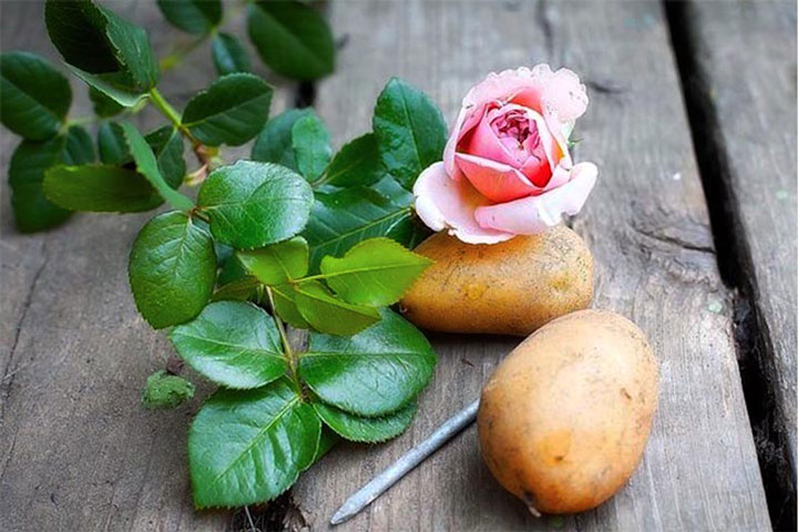 How to Take Rose Cuttings and Grow Roses in Potatoes