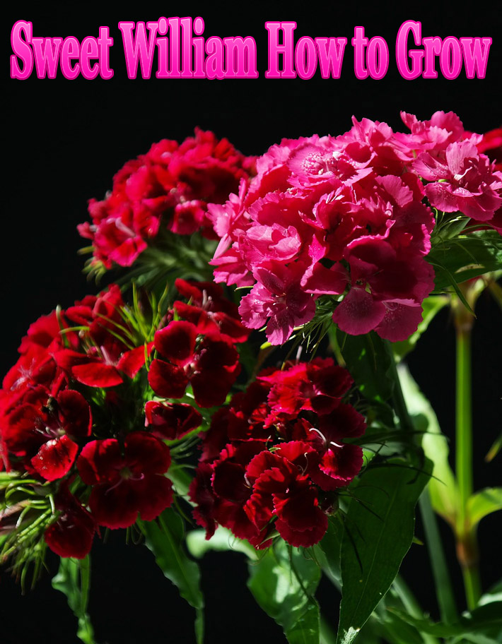 Sweet William - How to Grow
