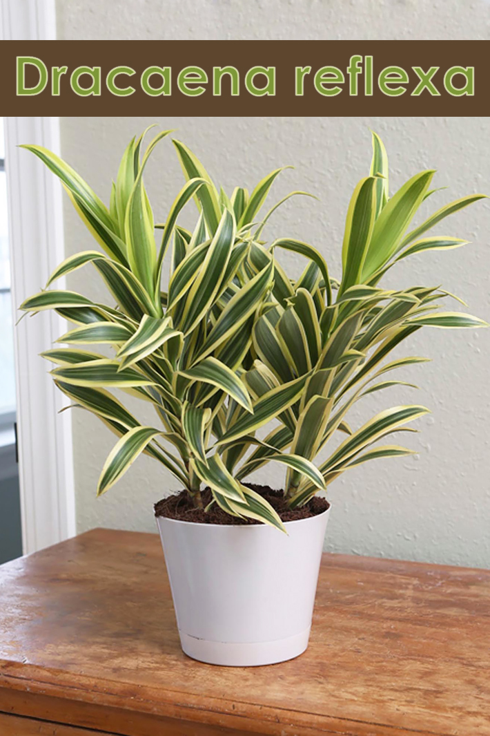 Dracaena Reflexa - The Song of India