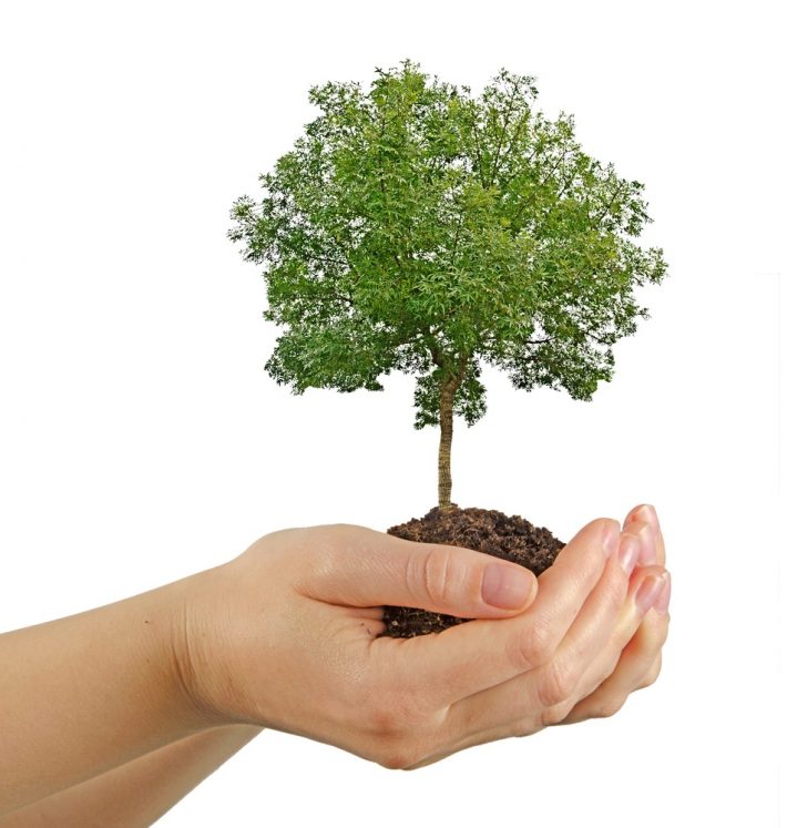 When to Plant Trees?